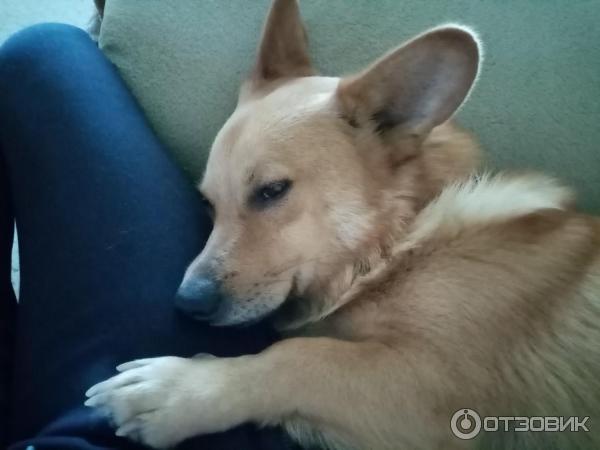 Отзыв о Таблетки для собак от блох и клещей Zoetis Симпарика | Хороший ...