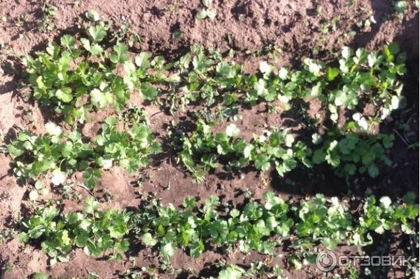 Отзыв о Семена Agroni "Кориандр Бородинский" | Одна из самых моих ...