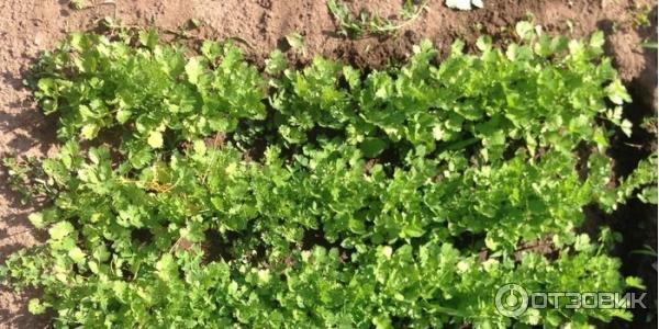 Отзыв о Семена Agroni "Кориандр Бородинский" | Одна из самых моих ...