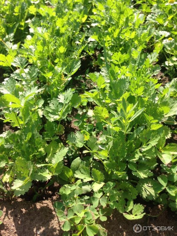 Отзыв о Семена Agroni "Кориандр Бородинский" | Одна из самых моих ...