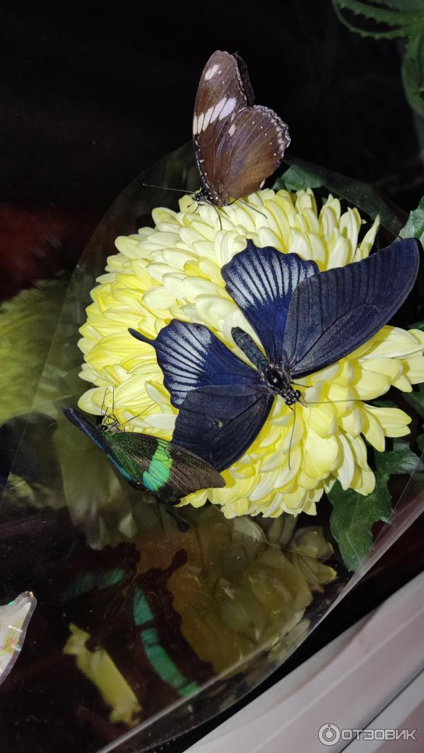 Отзыв о Магазин тропических бабочек "Магазин бабочек ру" (Россия ...